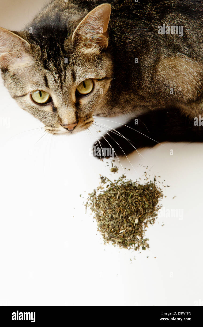Cat looking up, near him is a heap of dried catmint(catnip Stock Photo ...
