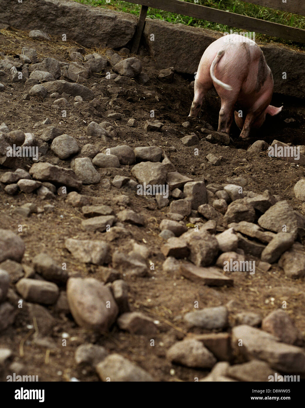 A pig on a farm Stock Photo - Alamy
