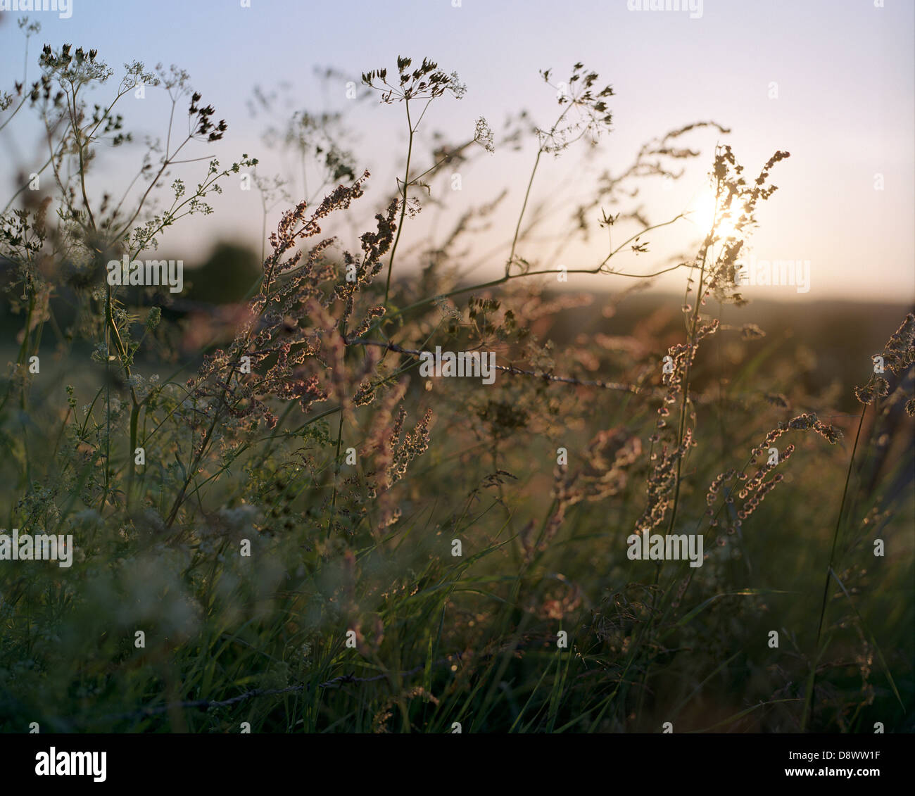 Blade of grass at twilight Stock Photo - Alamy