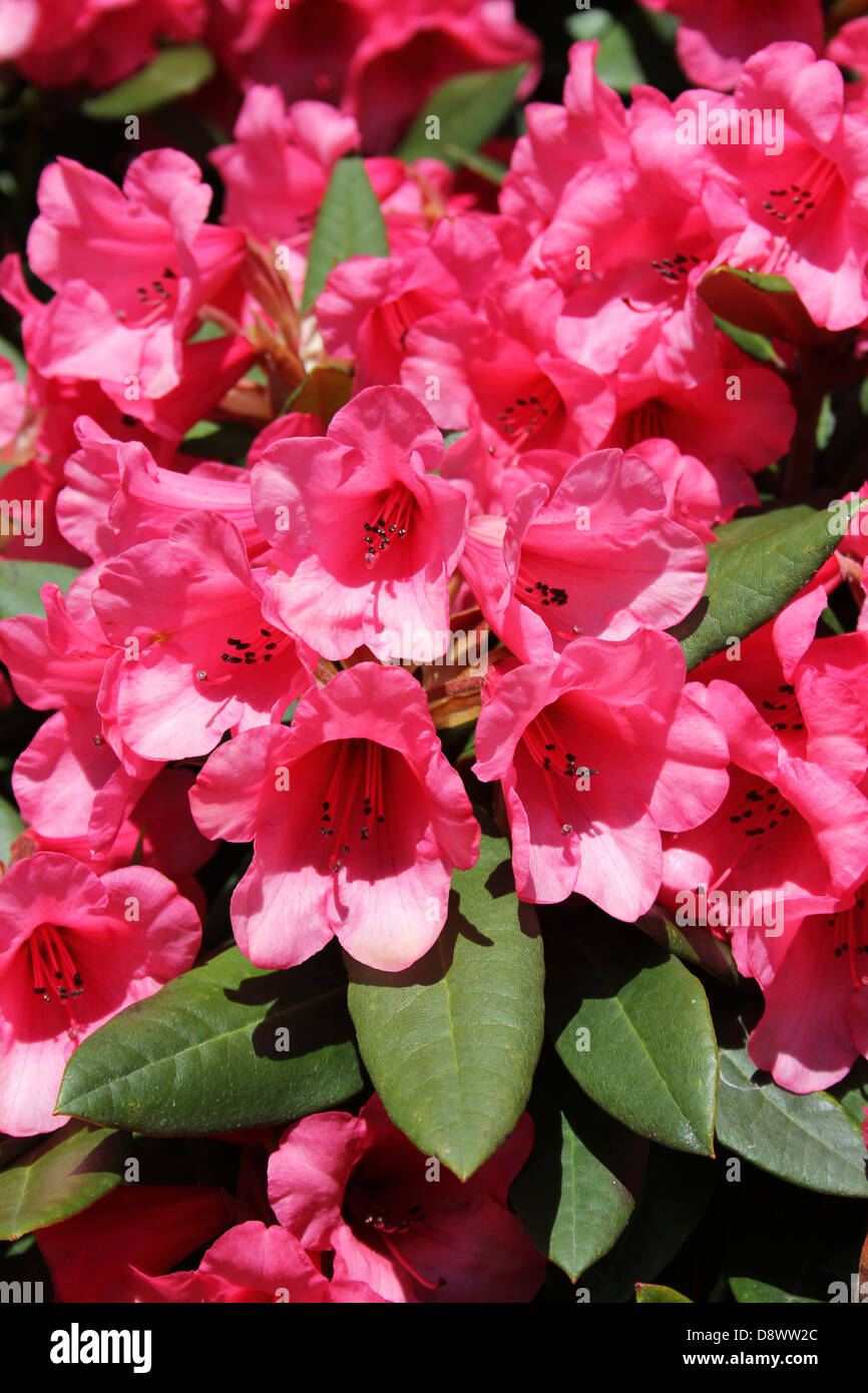 Pink Azalea Flowers Taken at Ness Botanic Gardens, Wirral, UK Stock ...