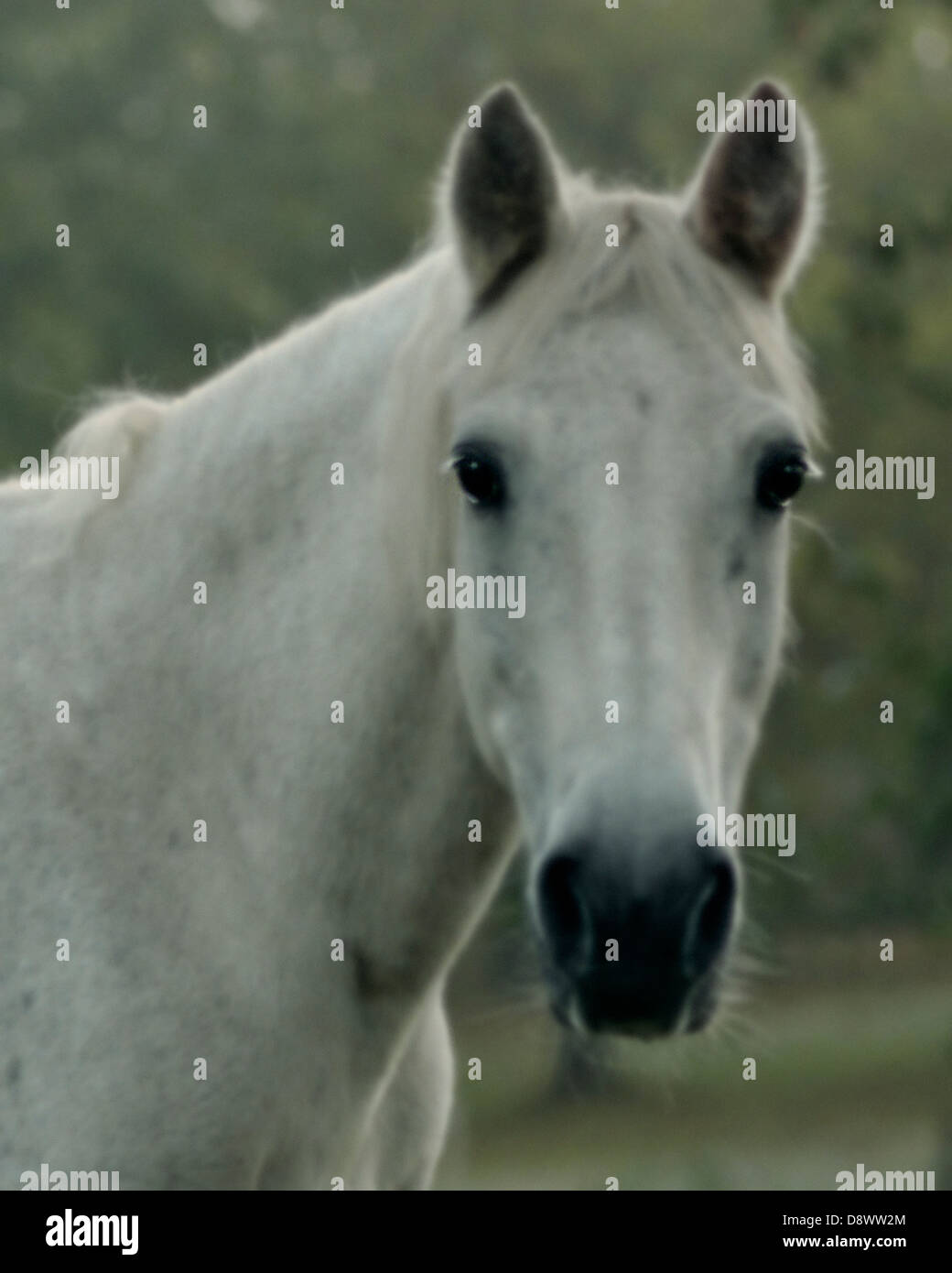 Portrait of a horse Stock Photo - Alamy