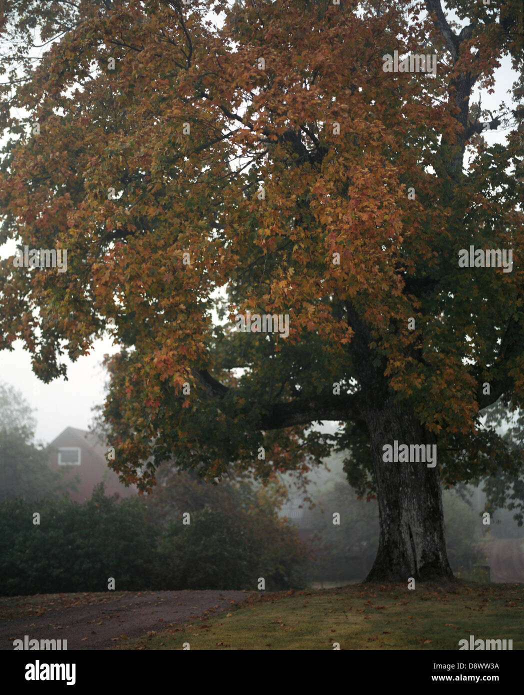 A Maple Tree during Autumn Stock Photo - Alamy