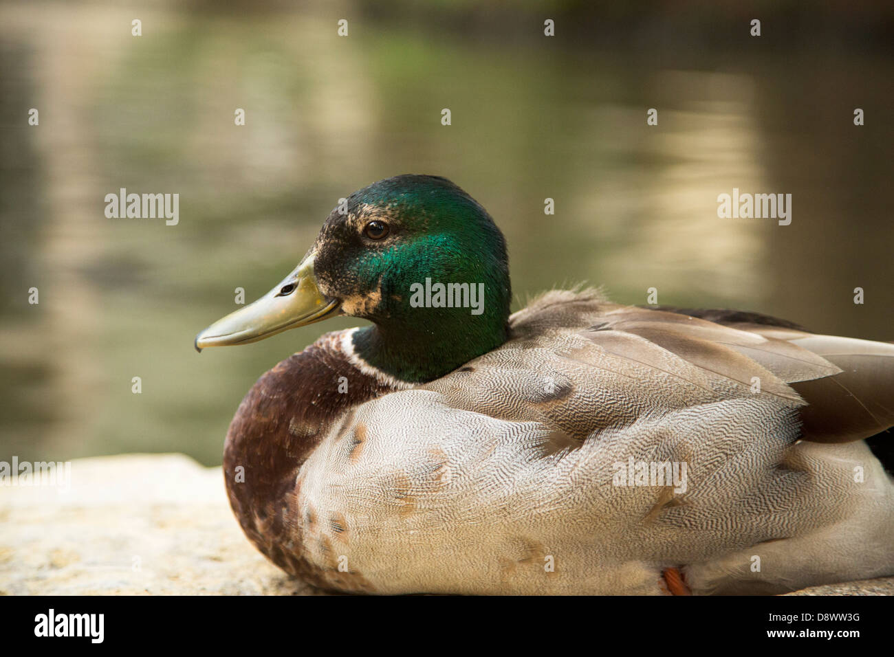 Male Mallard Duck, close up Stock Photo - Alamy