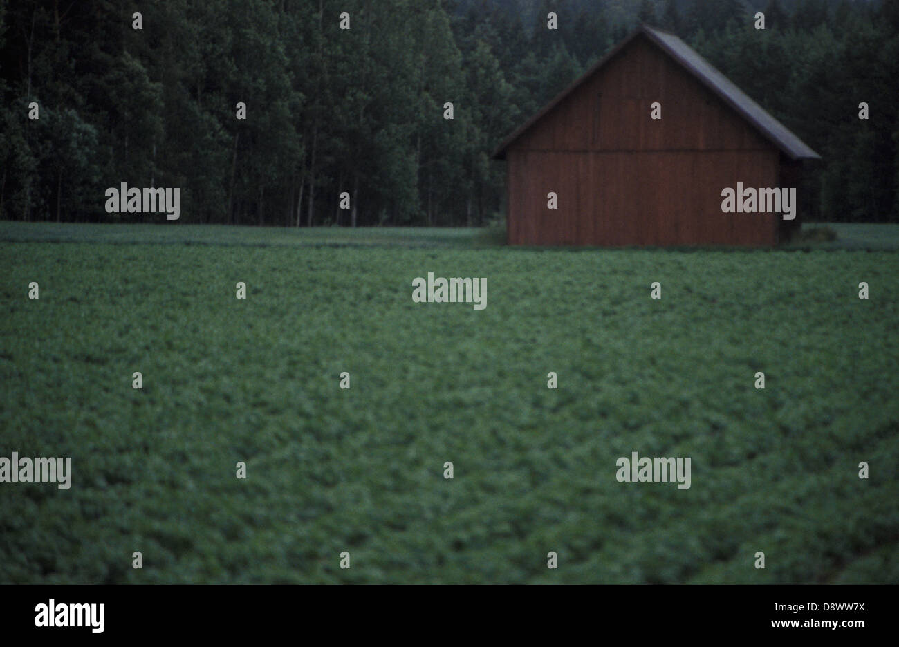 A Barn on a Field Stock Photo - Alamy