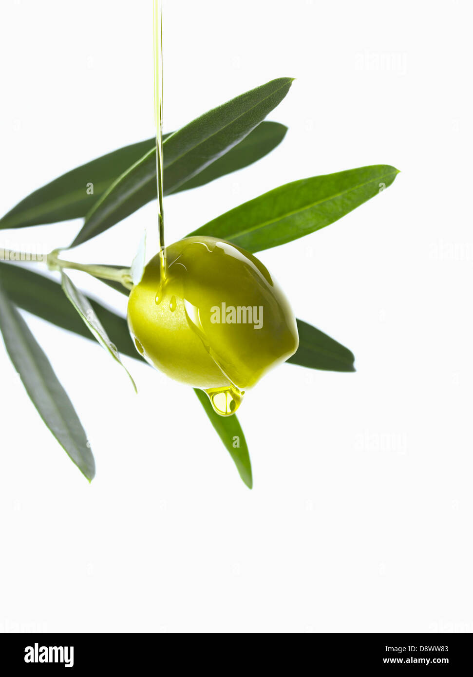 Olive and oil on an olive branch on a white background Stock Photo - Alamy