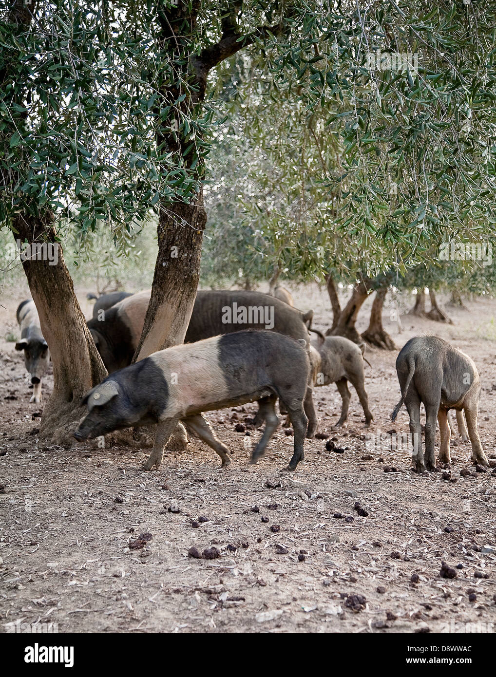 Breeding pigs hi-res stock photography and images - Alamy