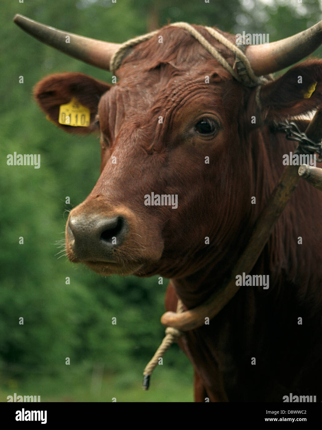 Earmarking hi-res stock photography and images - Alamy