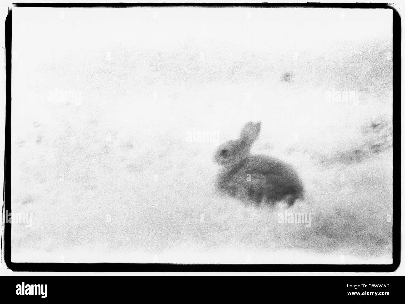A Rabbit in a Field Stock Photo - Alamy