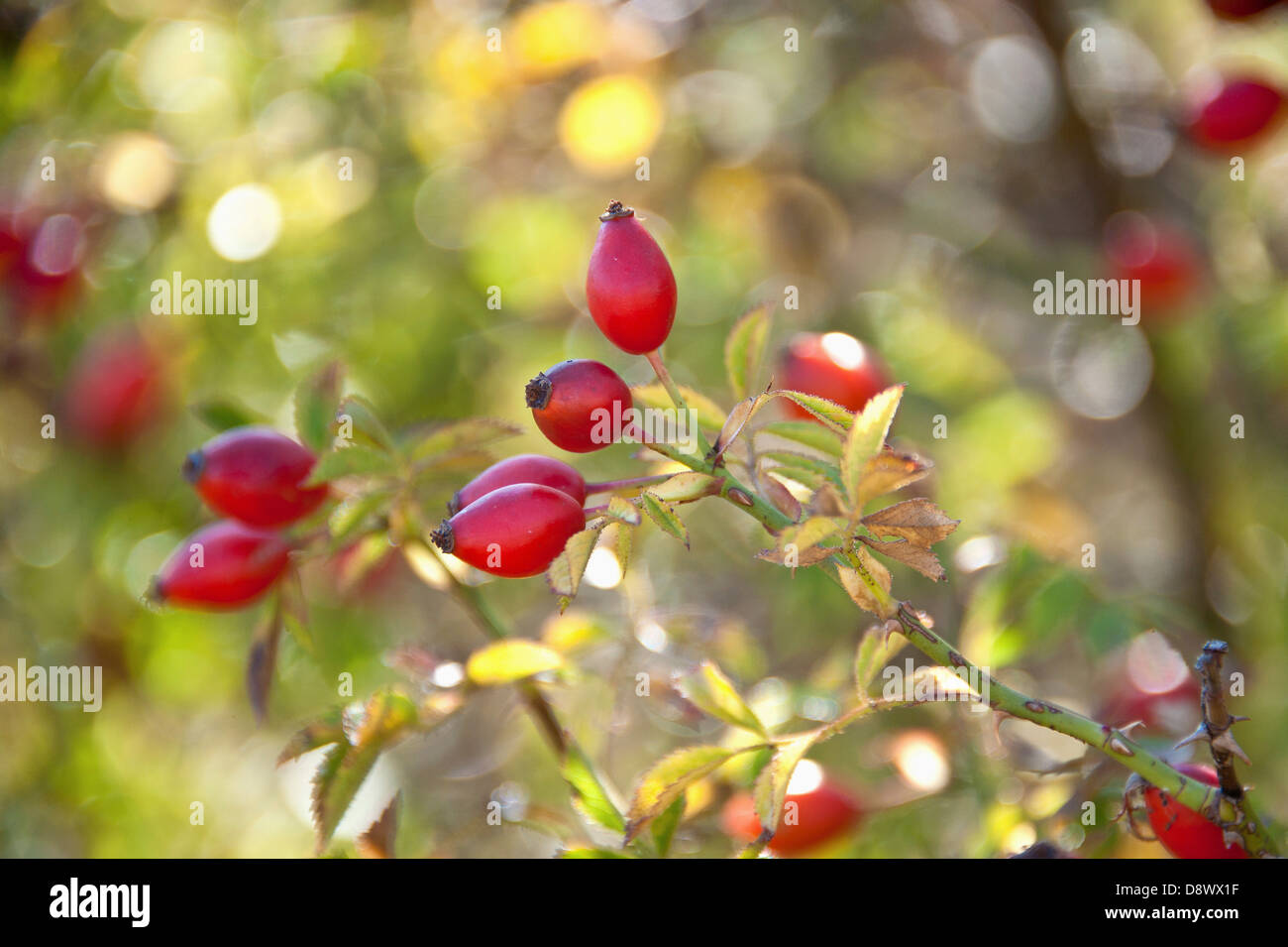 Rose hips on the plant Stock Photo - Alamy