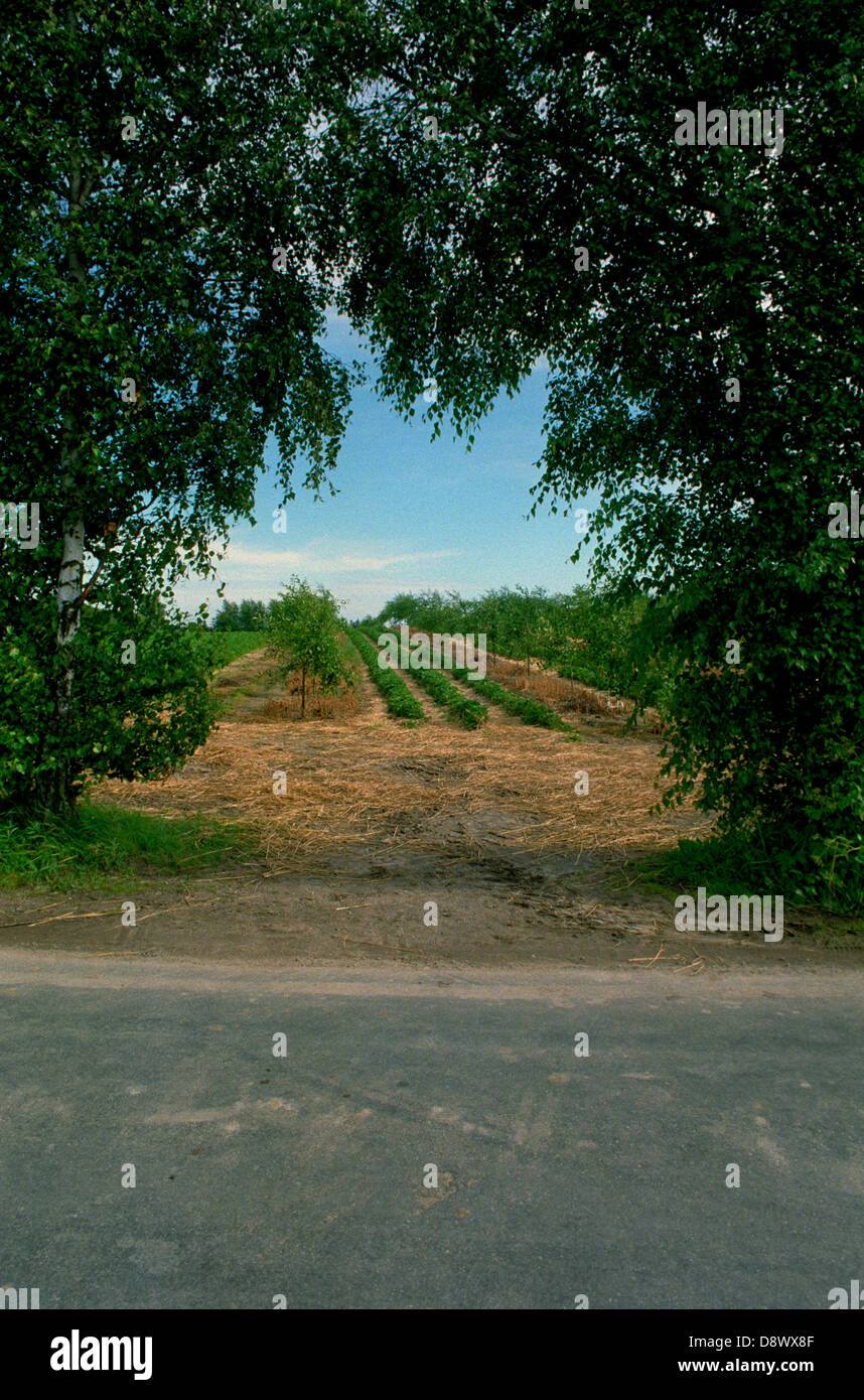 A Gap in Trees by a Field Stock Photo - Alamy