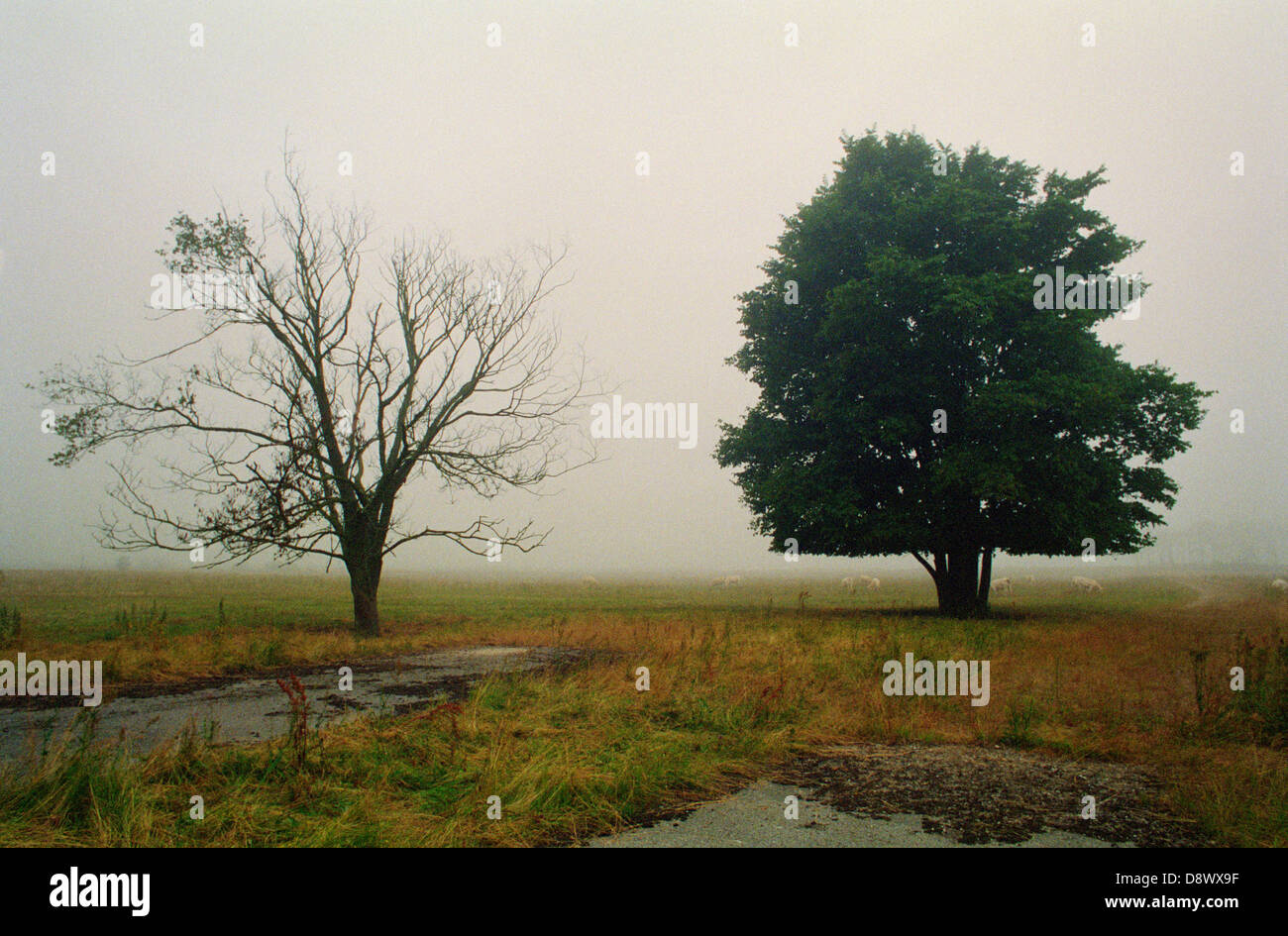 Trees in a Foggy Field Stock Photo - Alamy