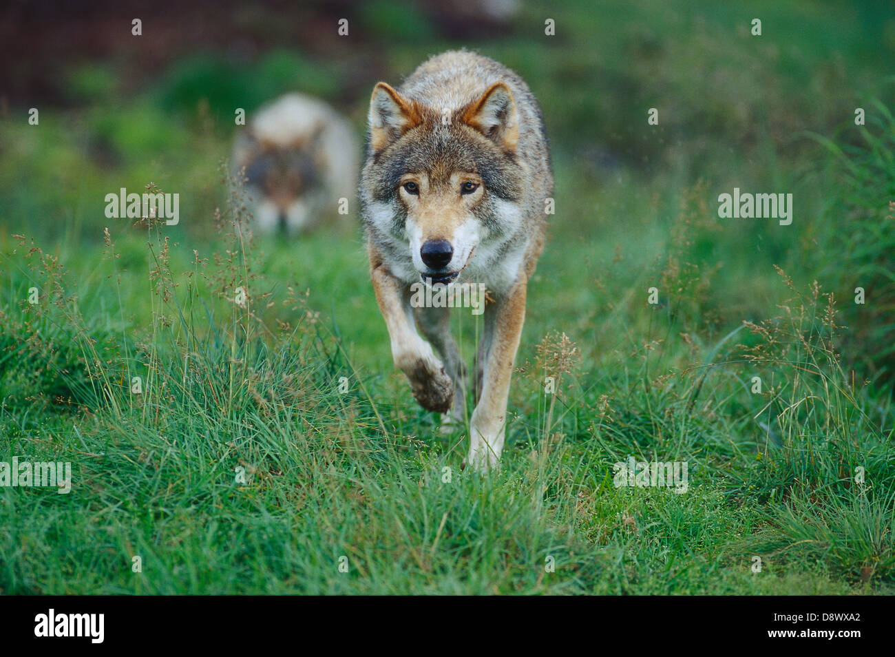 Wolf walking in the grass Stock Photo - Alamy