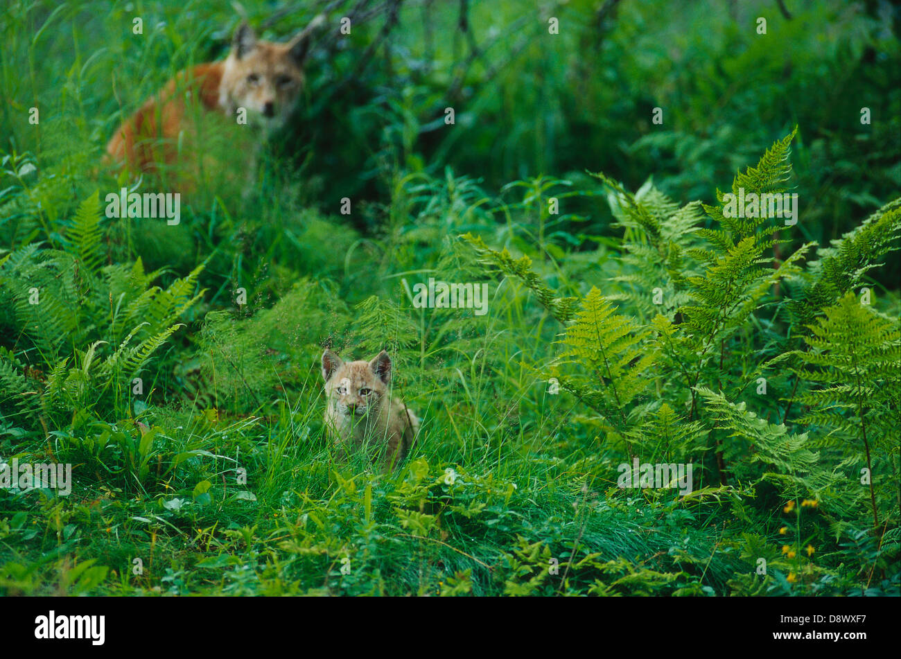 A fox and a baby fox in the forest Stock Photo - Alamy