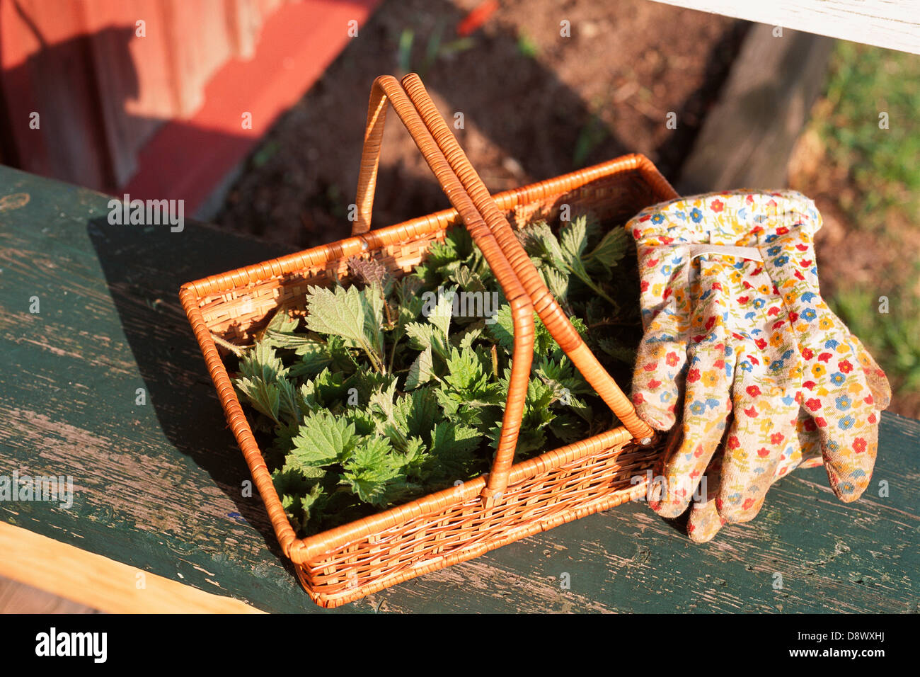 Nettles in a basket Stock Photo - Alamy