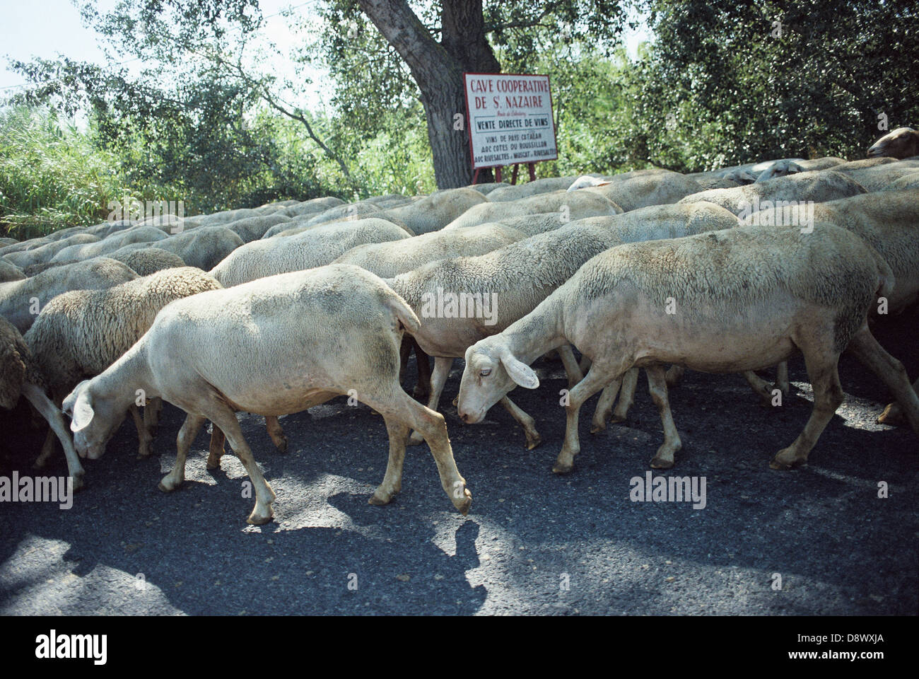 A flock of sheep Stock Photo - Alamy