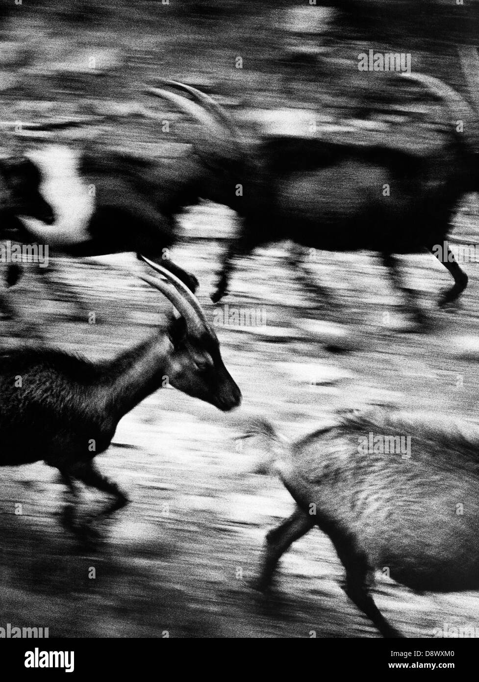 A herd of goats running Stock Photo - Alamy