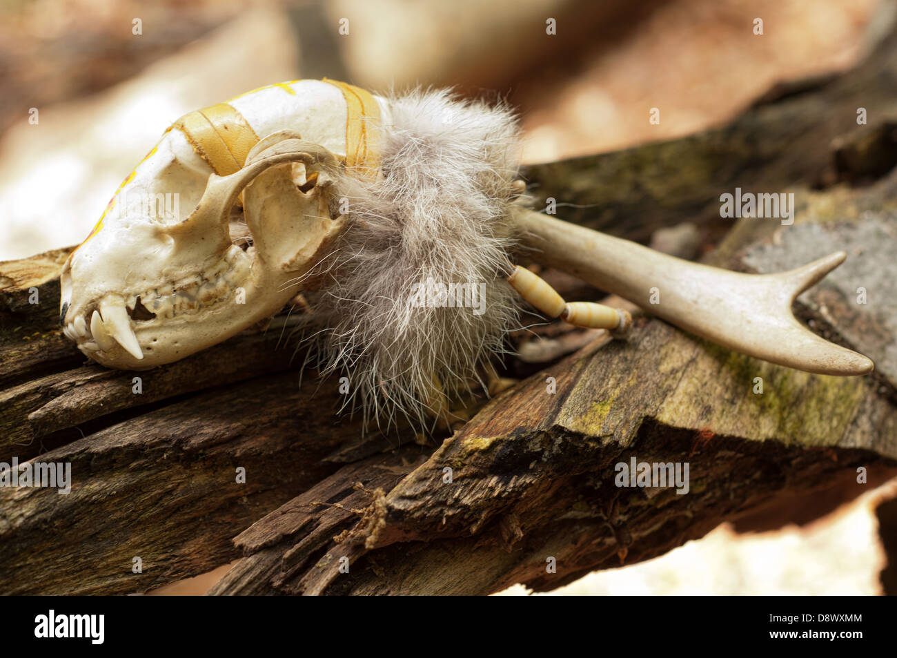 Shaman rattle hi-res stock photography and images - Alamy