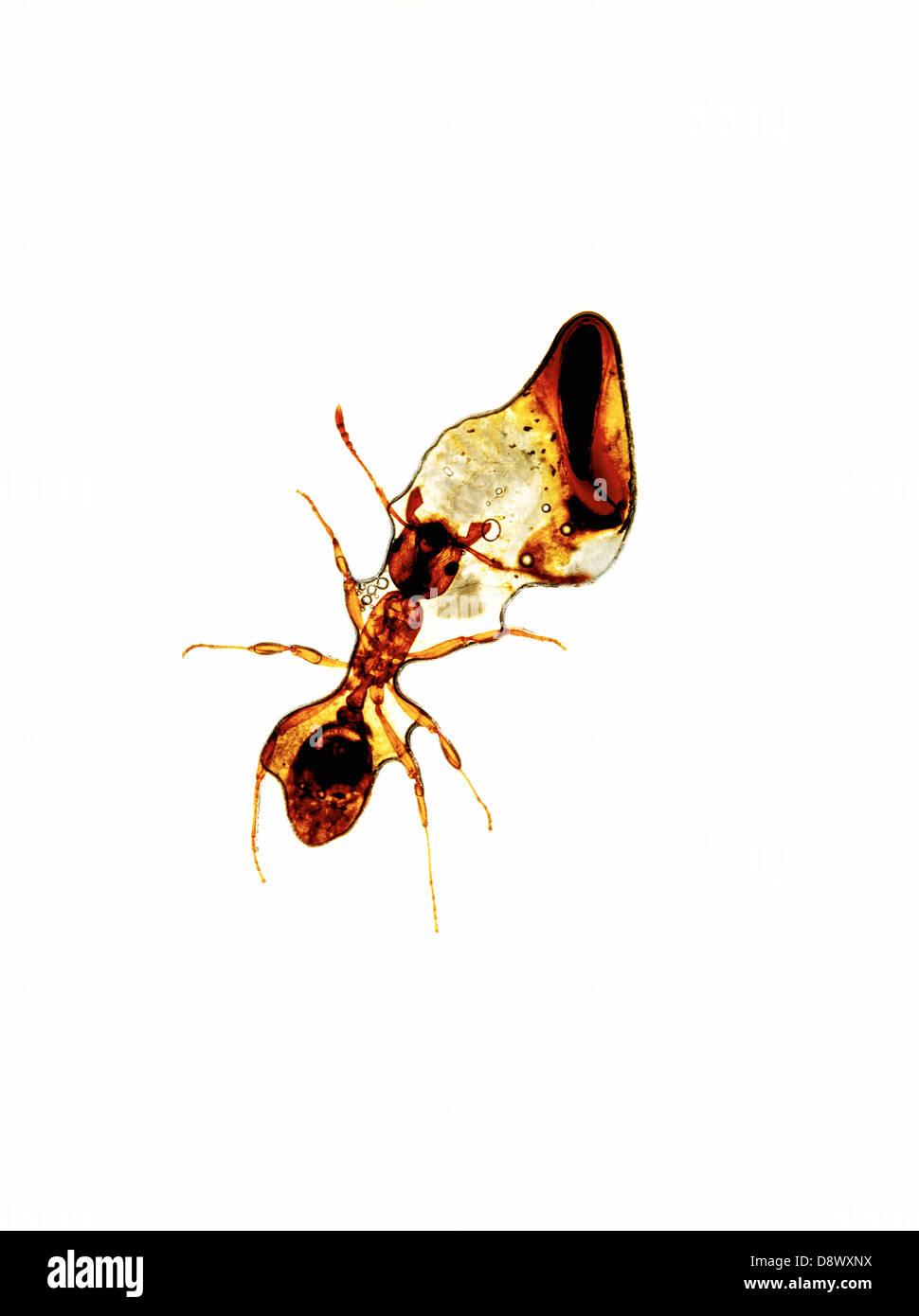 Still Life of Ant Stock Photo - Alamy