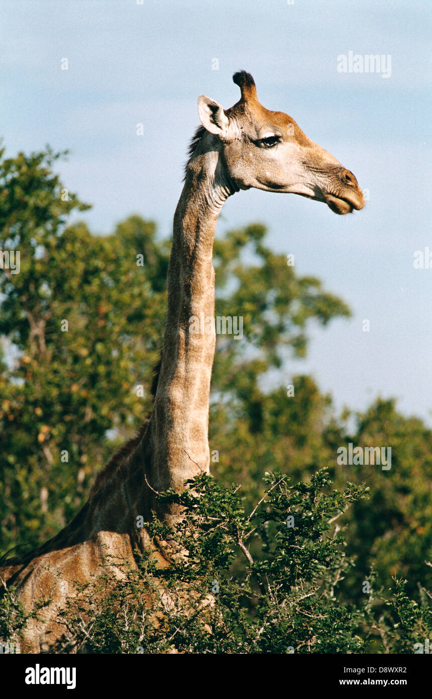 A giraffe among treetops Stock Photo - Alamy