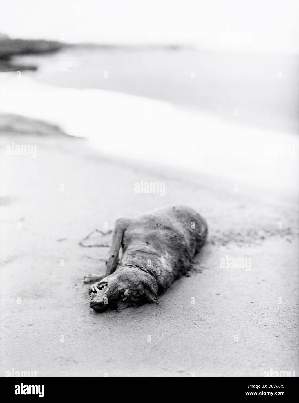 A Dead Dog on a Beach Stock Photo - Alamy