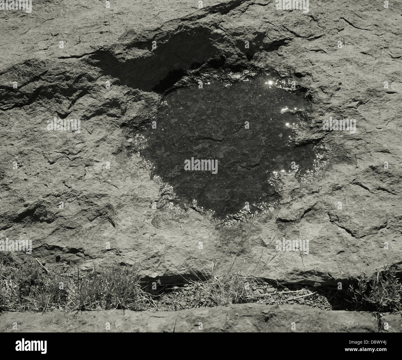 A water puddle, Big Bend, Texas, USA Stock Photo - Alamy