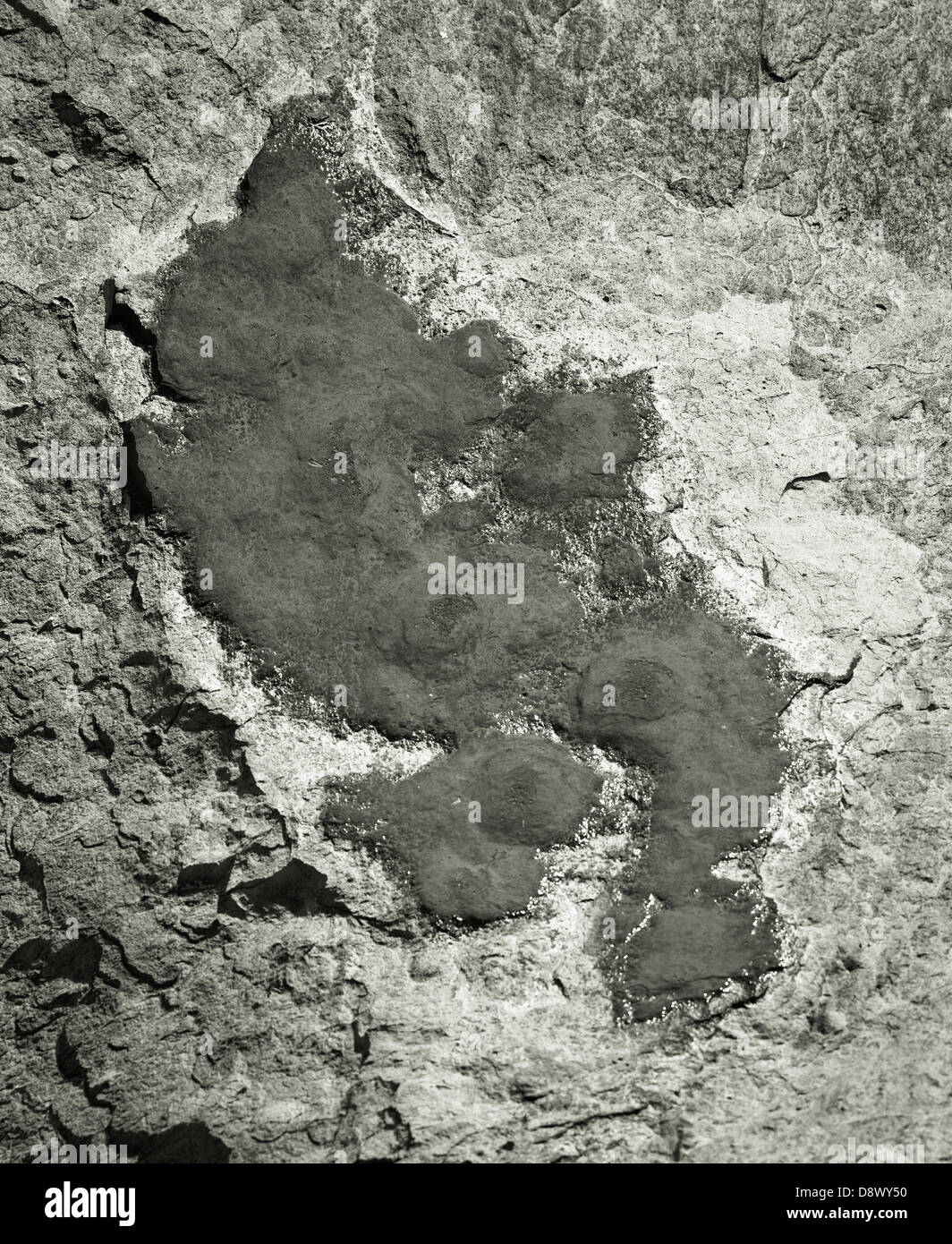 Pattern on stone Stock Photo - Alamy