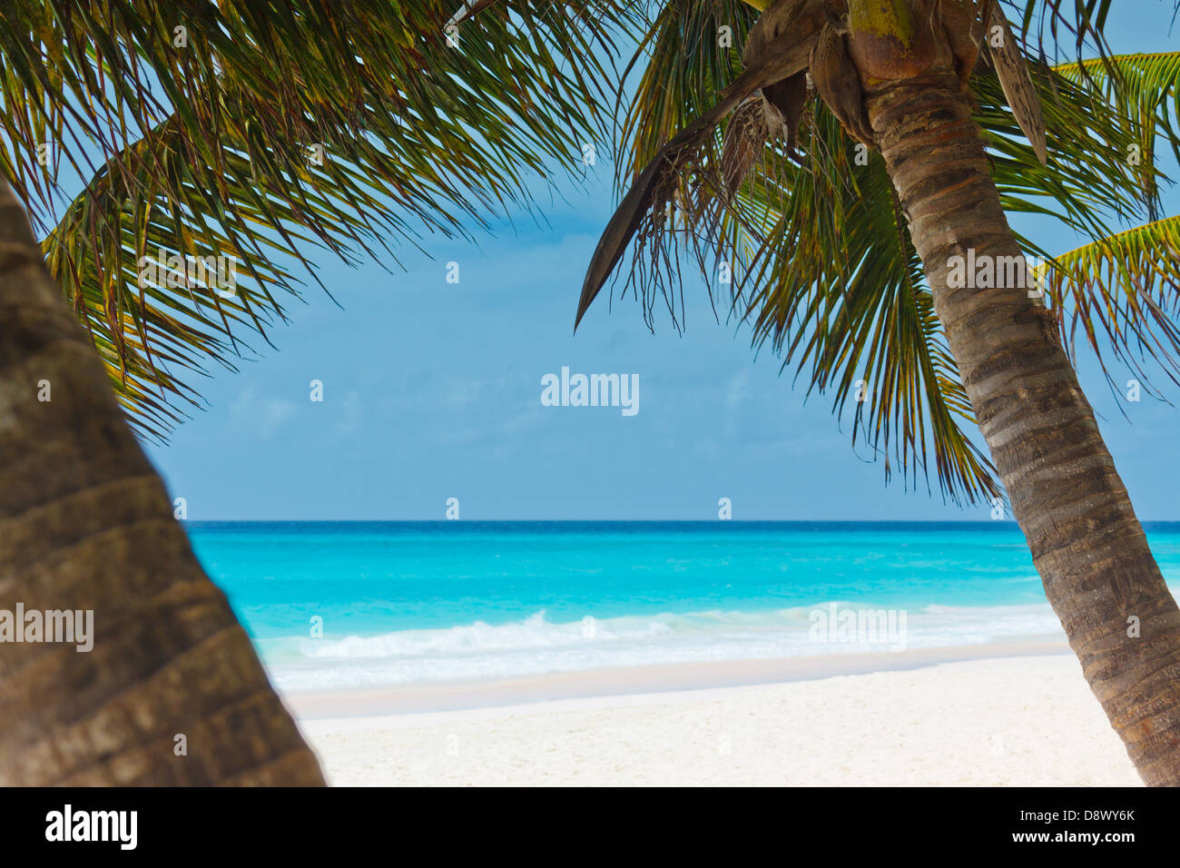 beach beautiful blue coast landscape ocean palm Stock Photo - Alamy