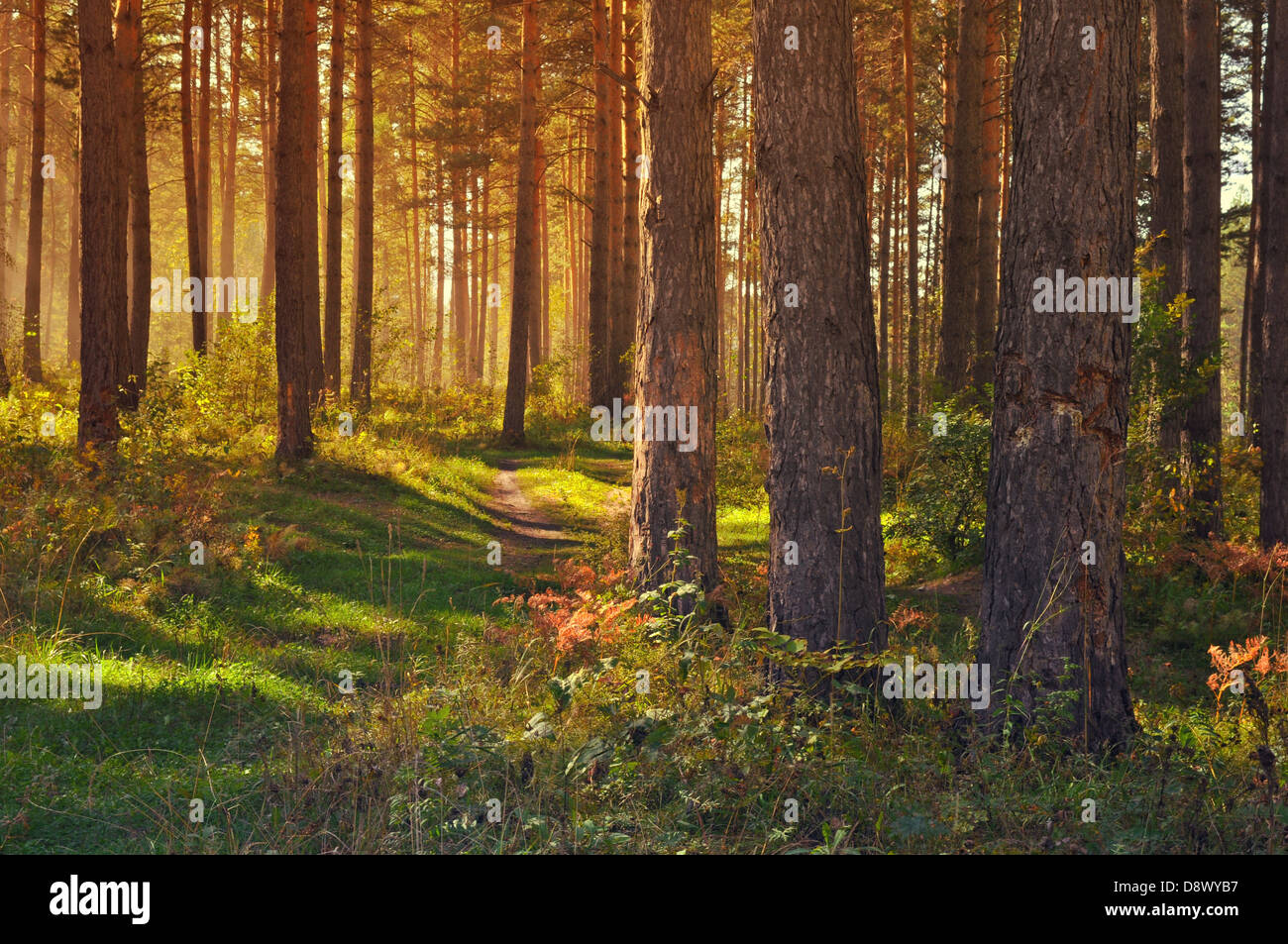 forest nature landscape trees yellow gold Stock Photo - Alamy