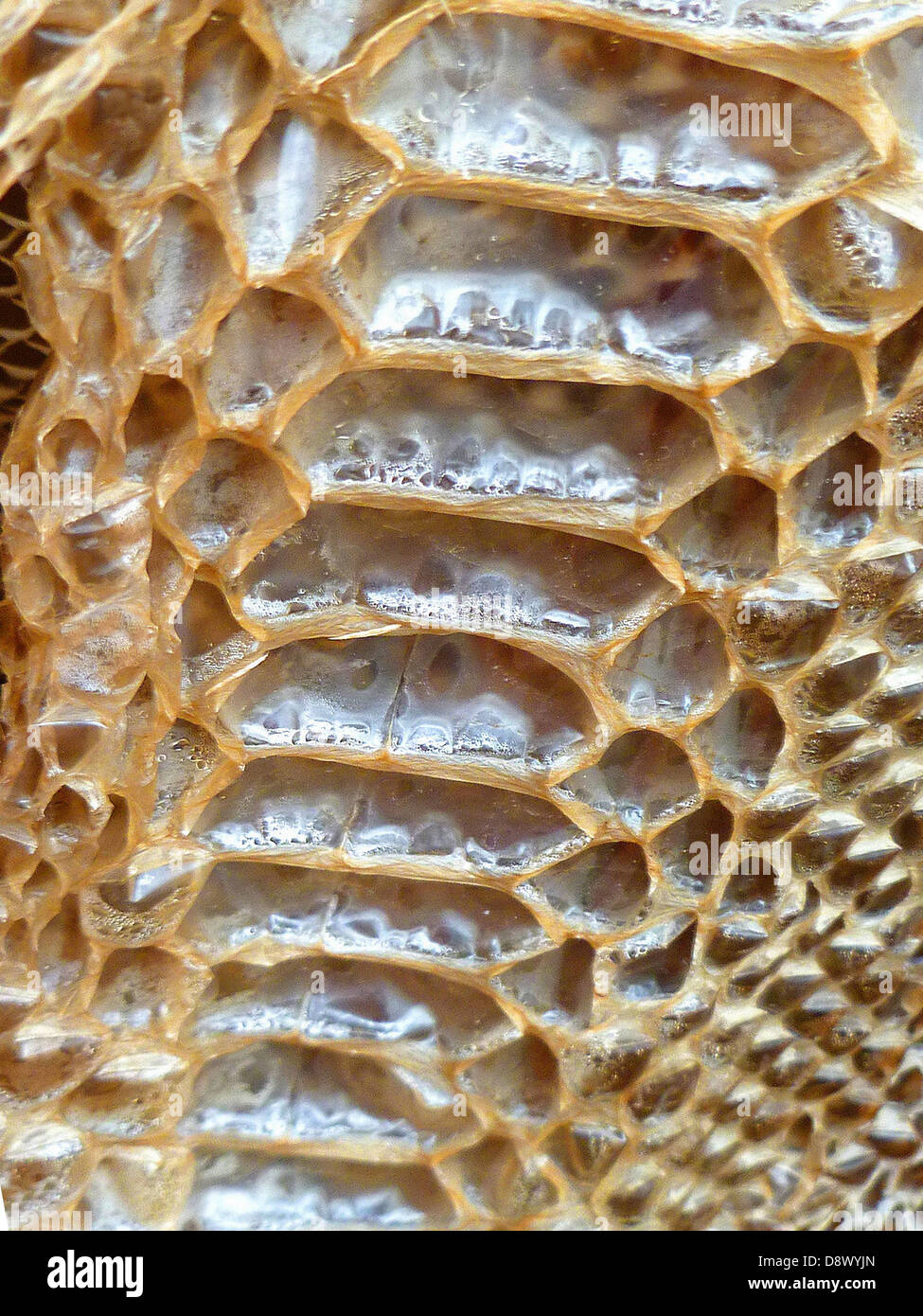 This image shows the texture of dried reptile snakeskin, which exhibits ...