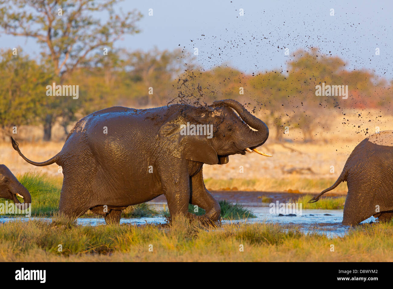 African Bush Elephant, African Savanna Elephant, Afrikanischer Elefant ...