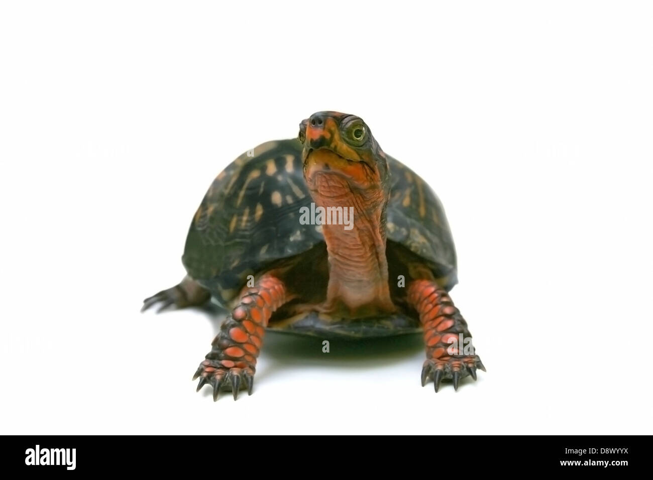 Beautiful specimen of box turtle white background Stock Photo - Alamy