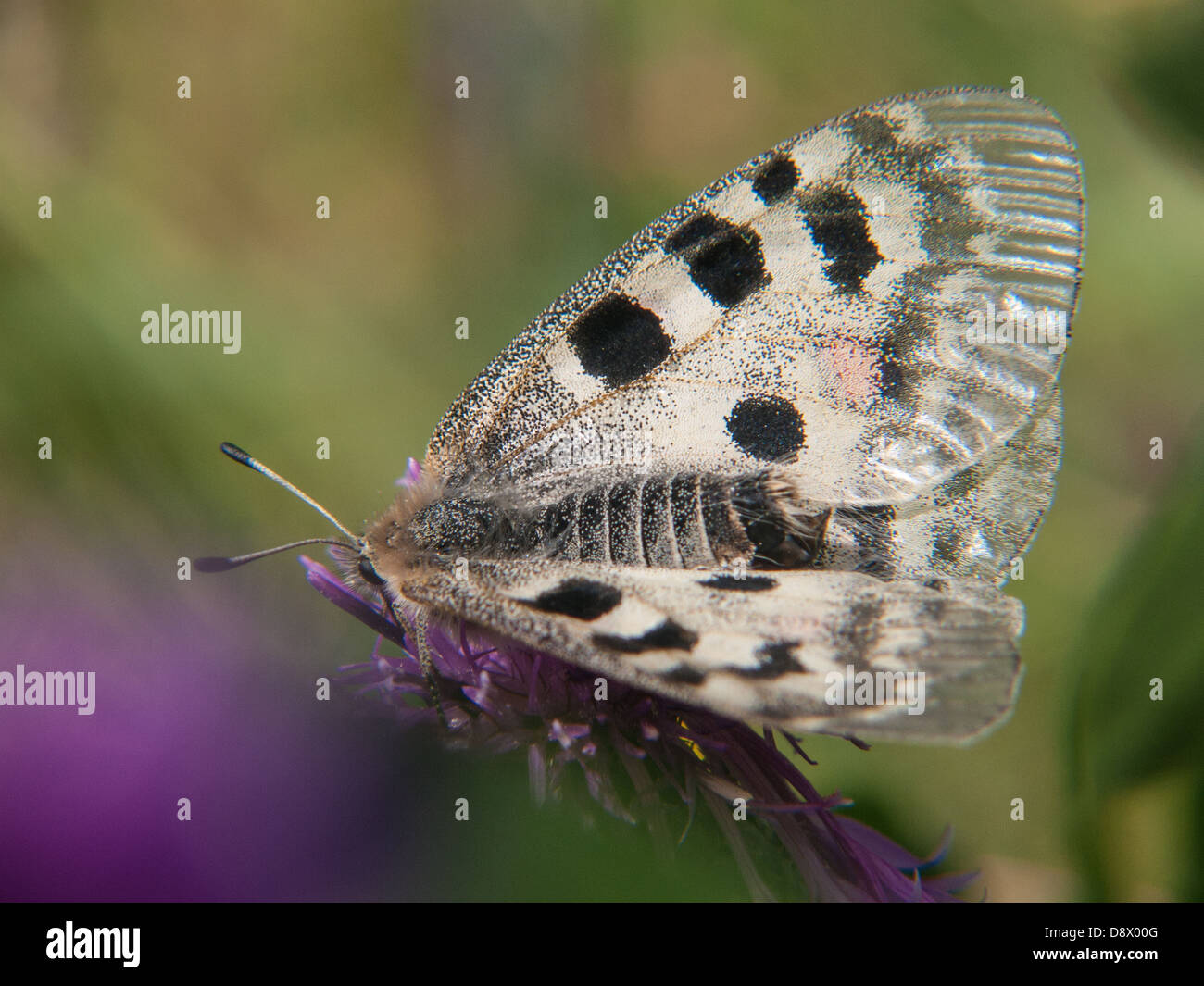Parnassius butterflies hi-res stock photography and images - Alamy