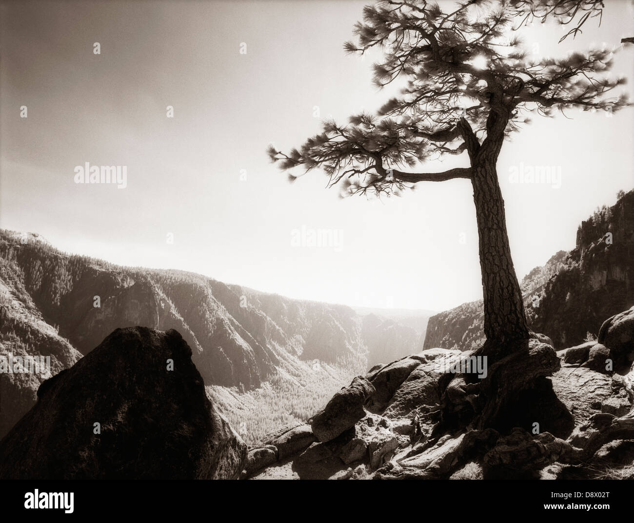 A tree in a mountain scenery Stock Photo - Alamy