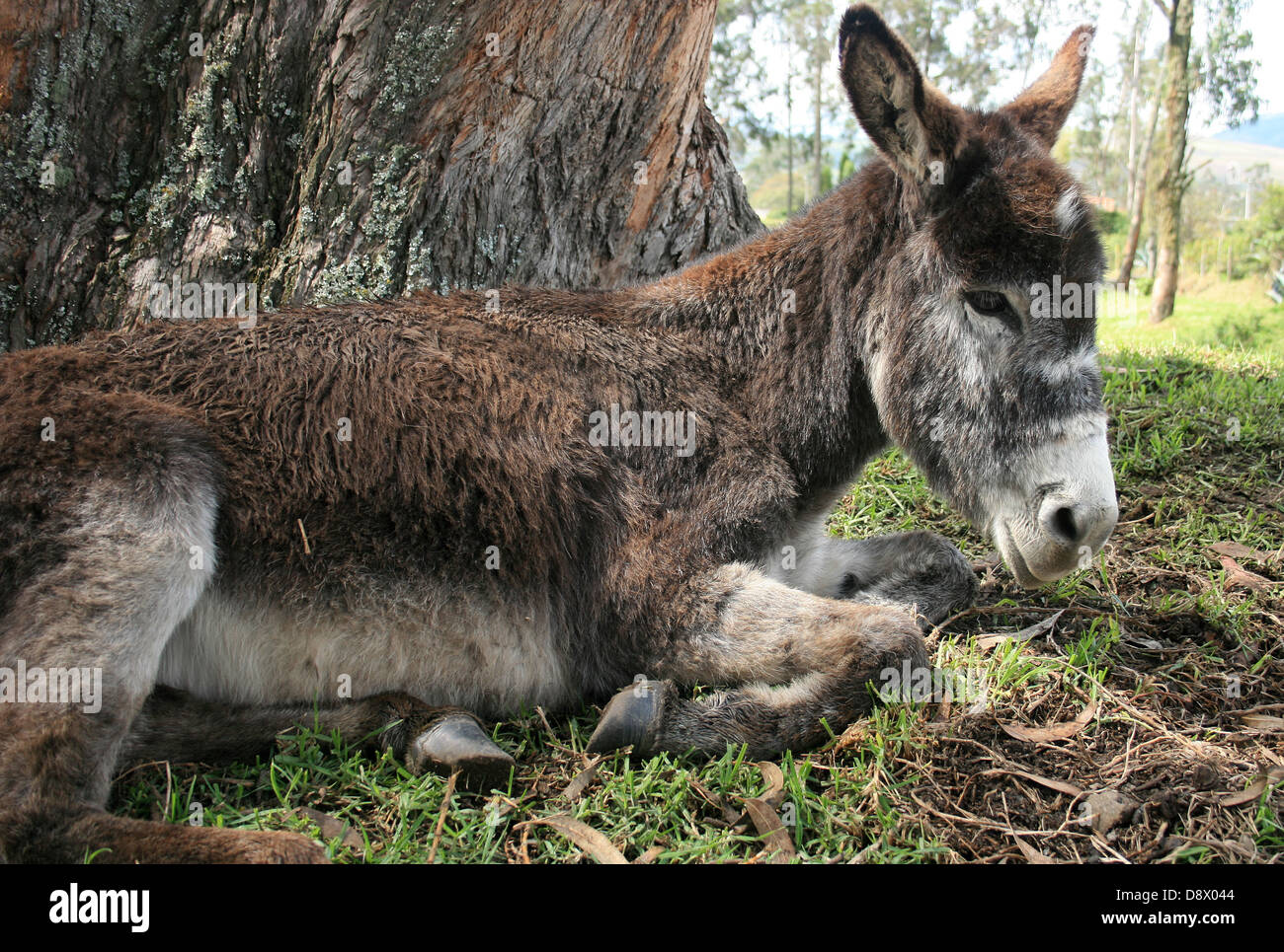 A gray and brown donkey lying in a field of grass on a farm in ...
