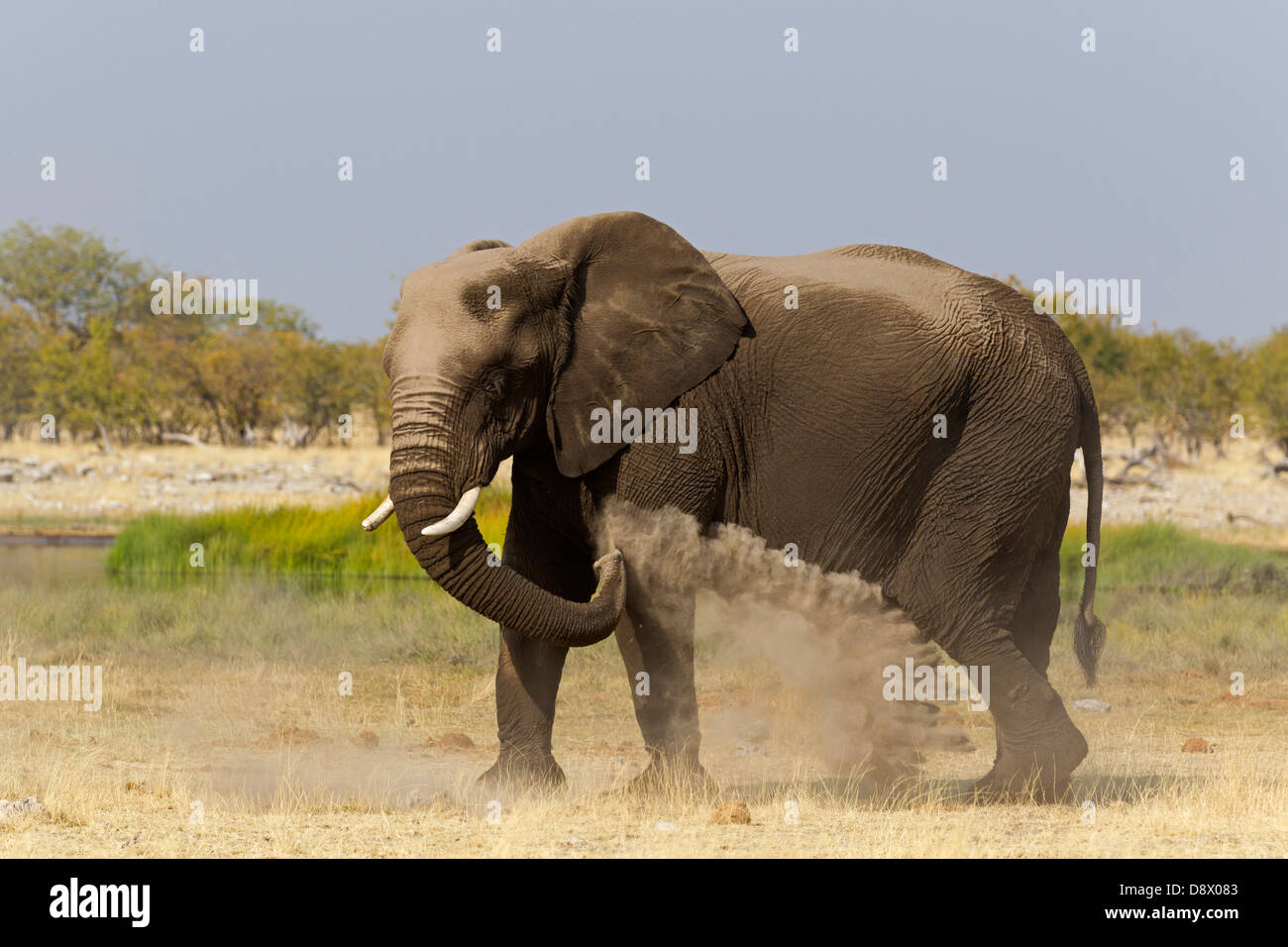 African Bush Elephant, African Savanna Elephant, Afrikanischer Elefant ...