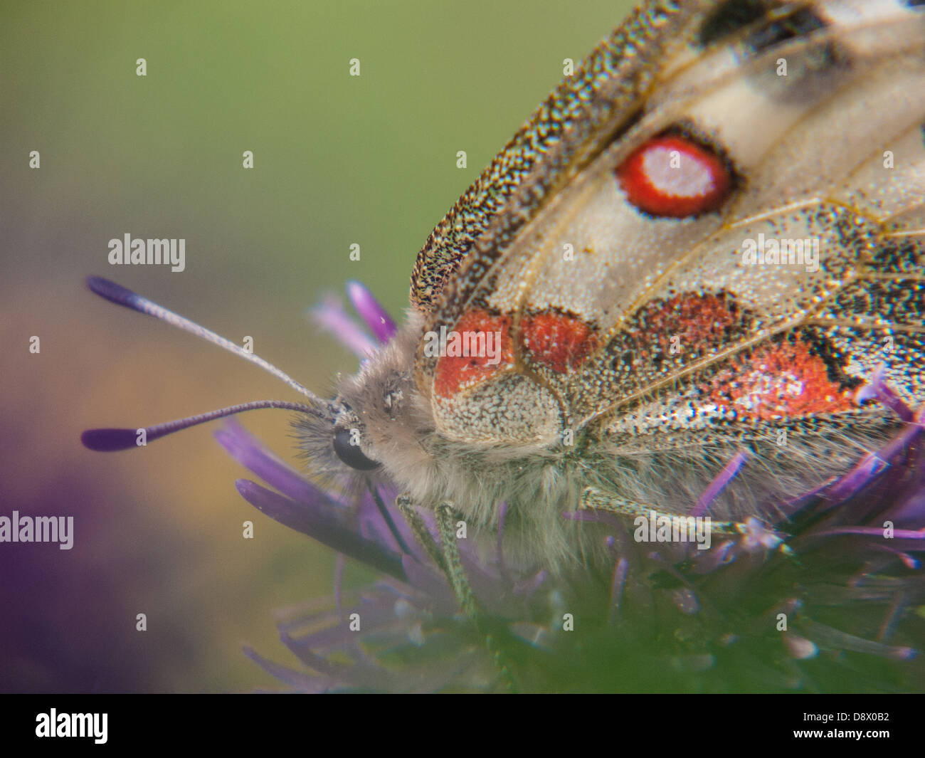 Parnassius apollo butterfly hi-res stock photography and images - Alamy