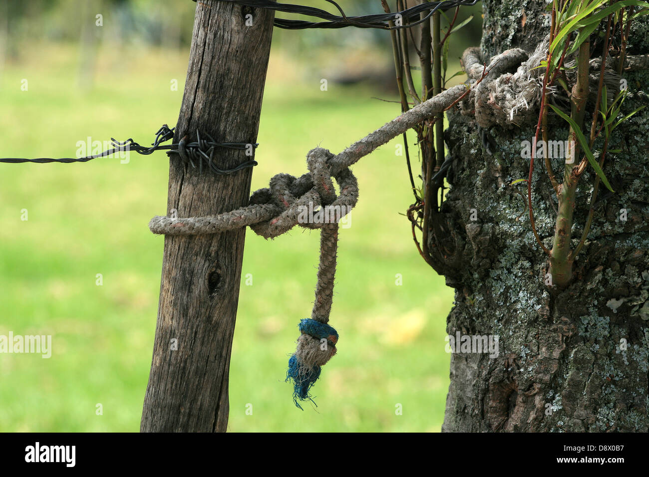 A rope tying the gate of a fence to a tree in a farmers pasture in ...