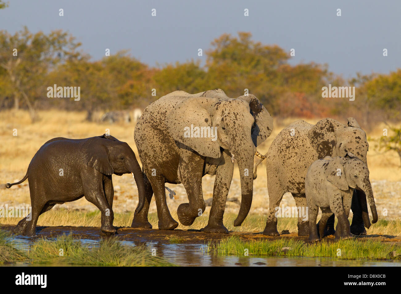 African Bush Elephant, African Savanna Elephant, Afrikanischer Elefant ...