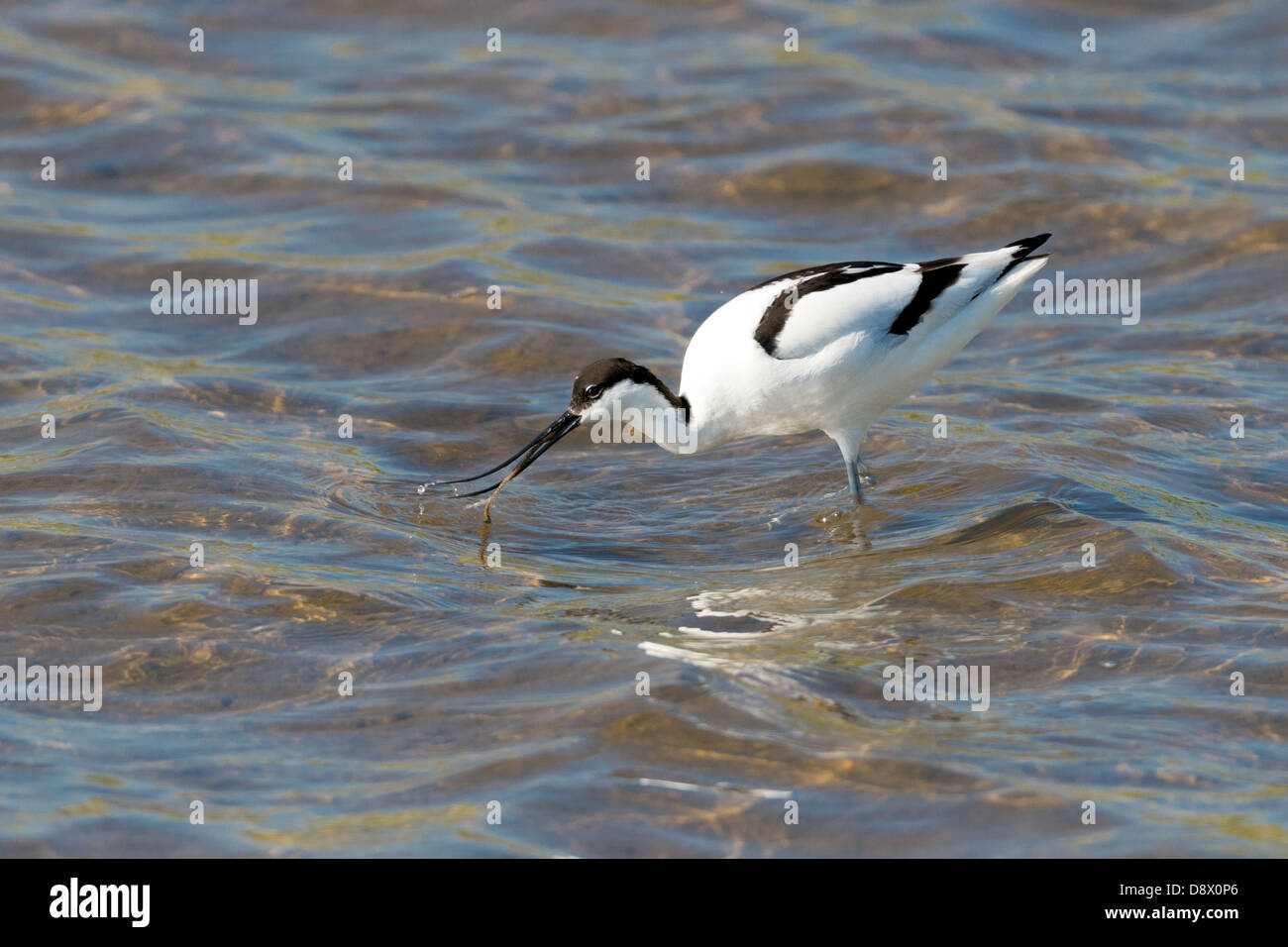 Avocet hunting for food. Recurvirostra avosetta Stock Photo - Alamy
