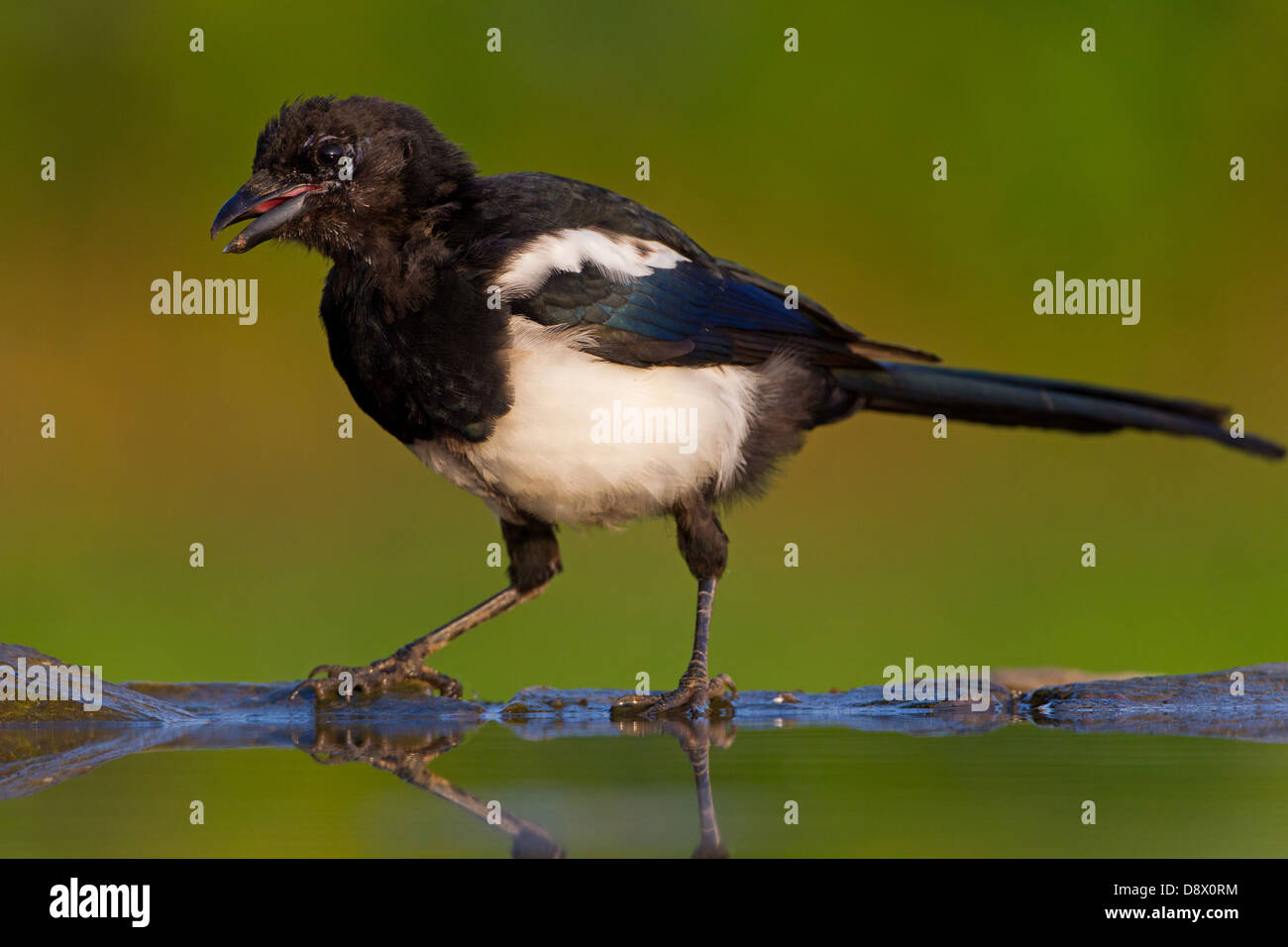 Black-billed Magpie, Magpie, Pica pica, Elster Stock Photo - Alamy