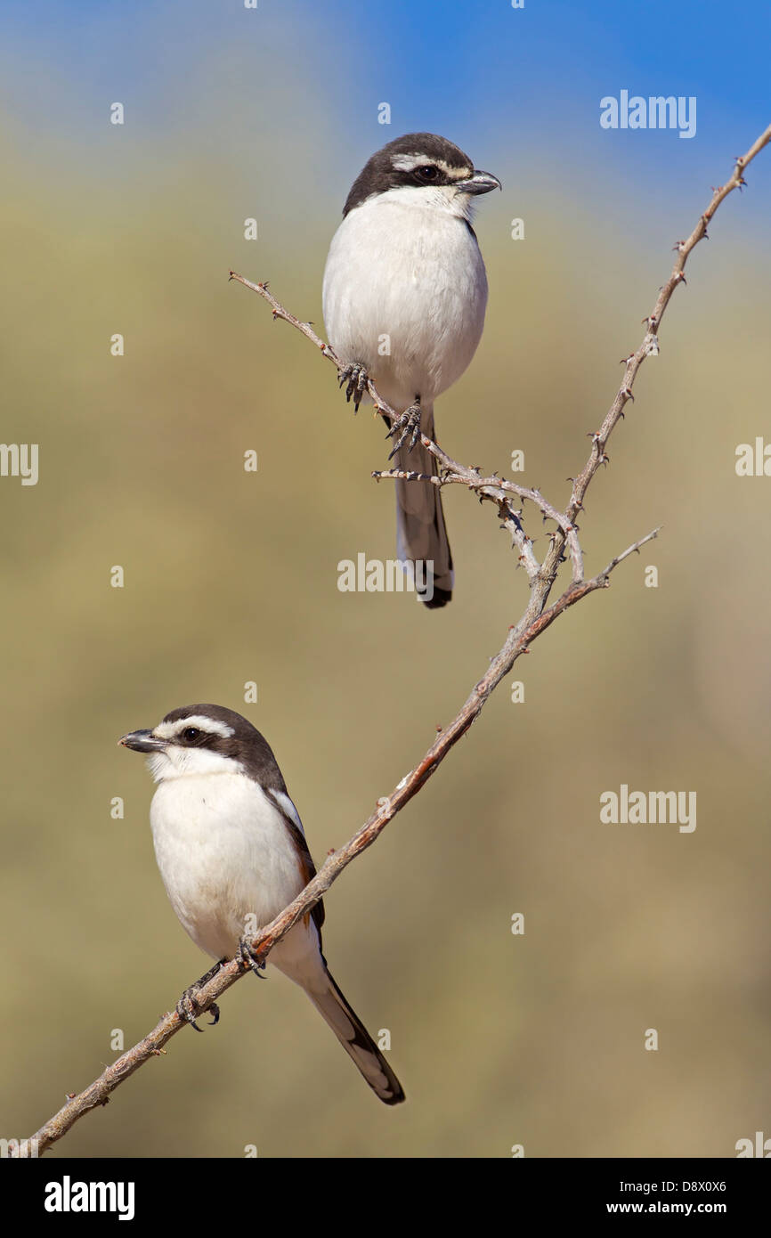 Fiskalwürger, Fiscal Shrike, Common Fiscal, Lanius collaris Stock Photo ...