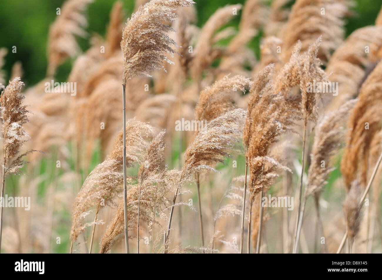 Illinois grass hi-res stock photography and images - Alamy