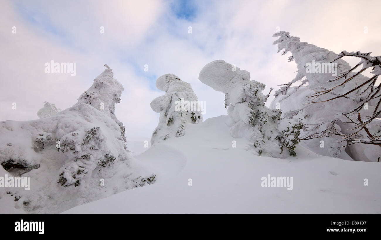 Snow covered trees atop Mount Zao at the Zao Ski Resort. Every winter ...