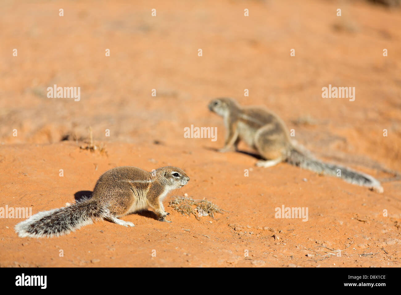 Kap-Borstenhörnchen, Cape Ground Squirrel, Xerus inauris Stock Photo ...