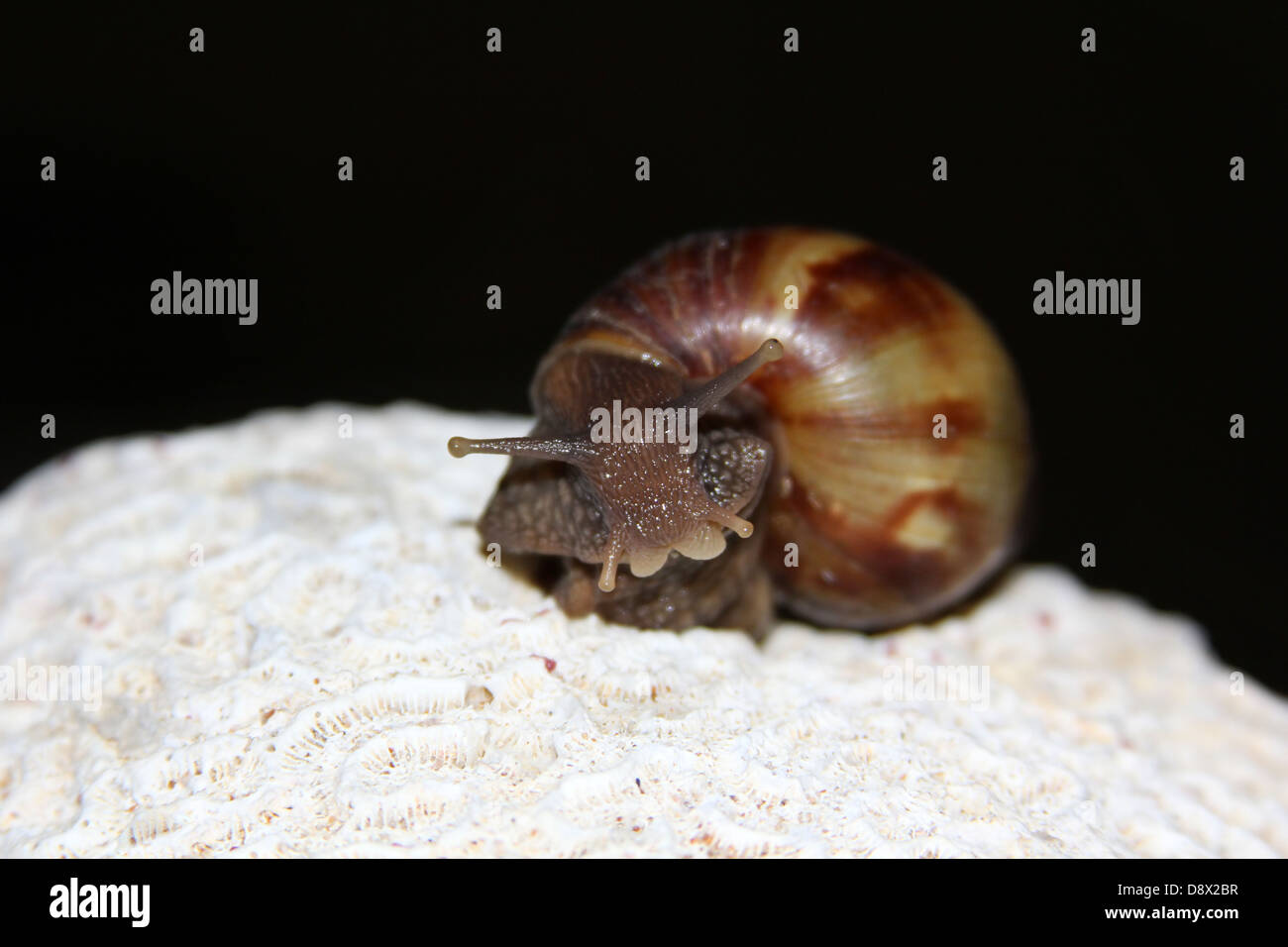 Snail Thai isolated on black background Stock Photo - Alamy
