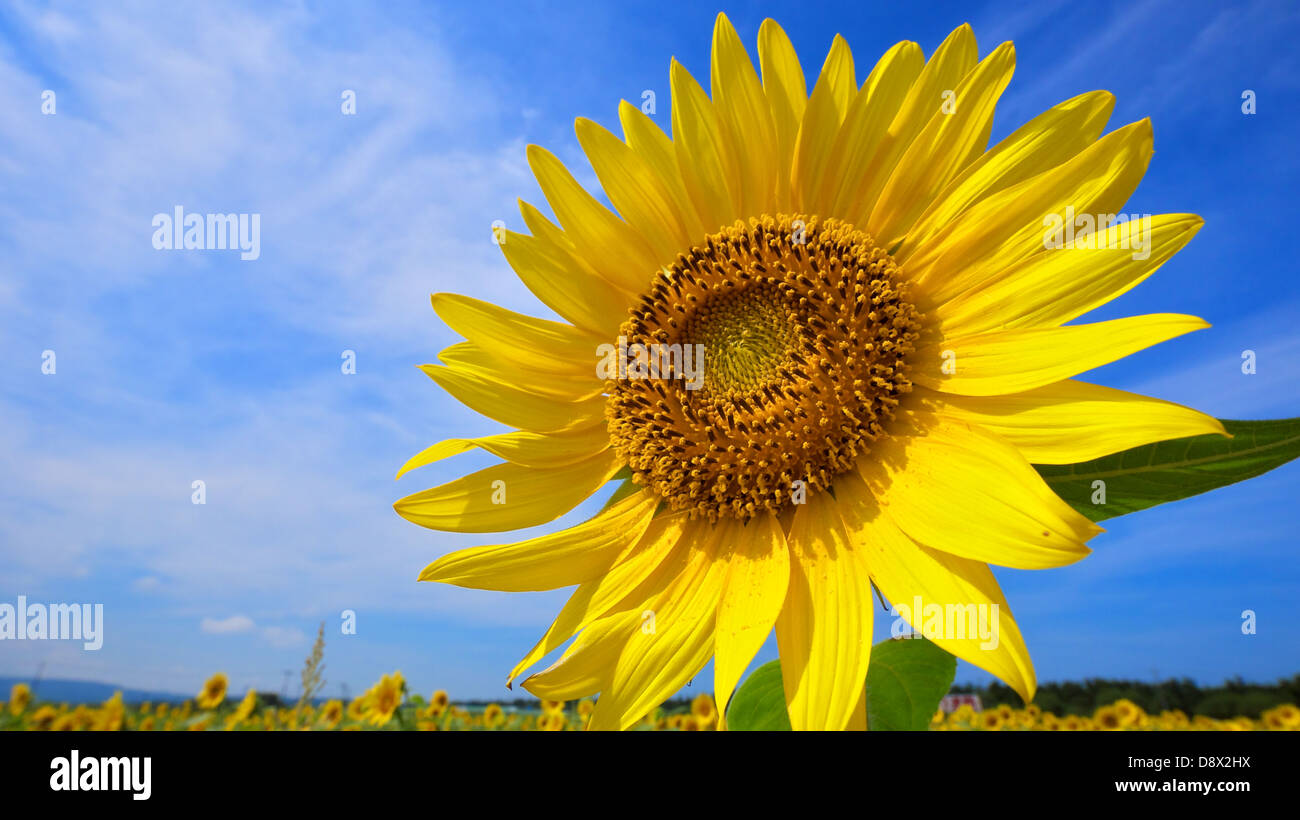 Big Yellow Sunflower in full bloom standing tall and bright under the ...