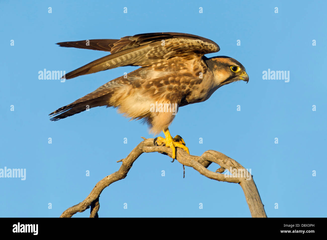 Lannerfalke, Lanner Falcon, Lanner, Falco biarmicus Stock Photo - Alamy