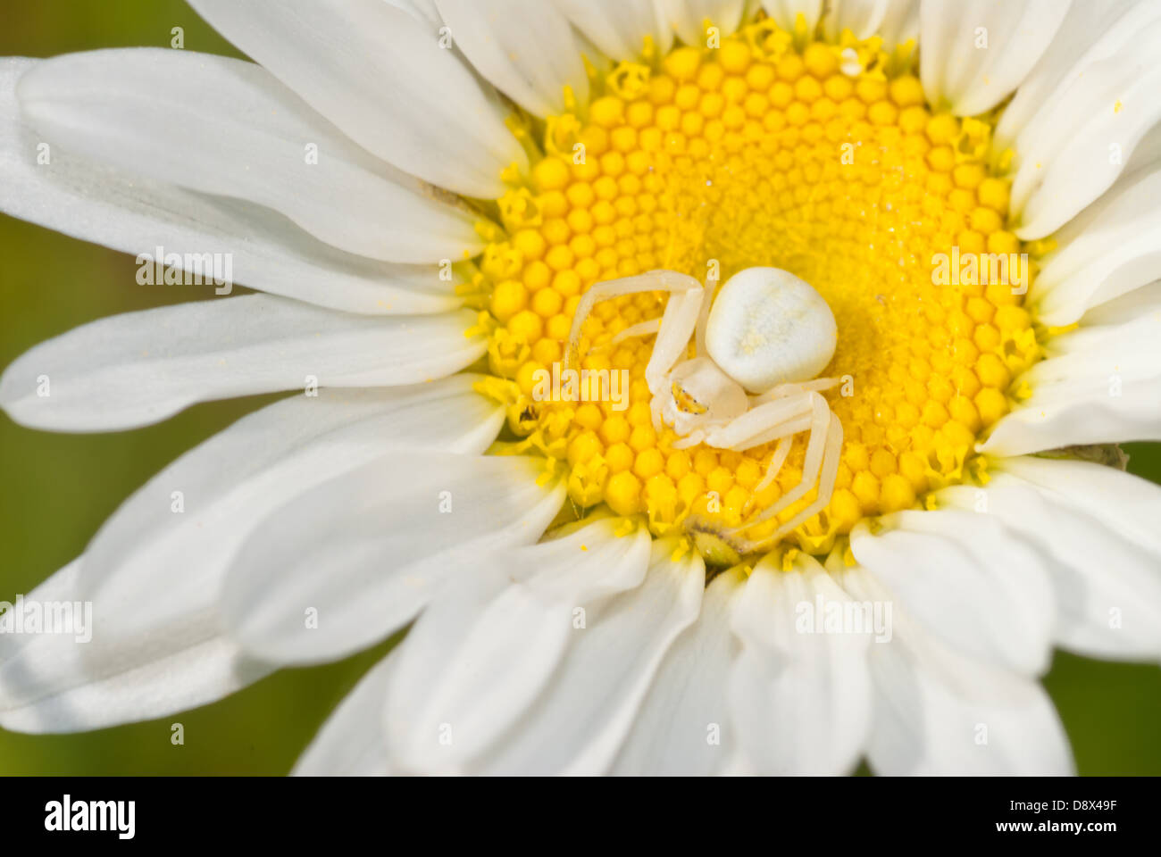 Spider pose hi-res stock photography and images - Alamy