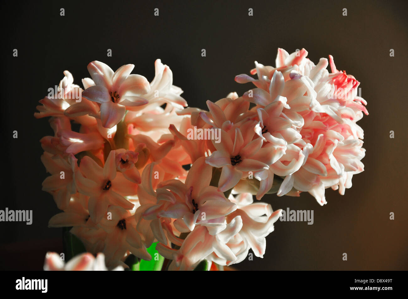 Hyacinths (Hyacinthus orientalis Stock Photo - Alamy