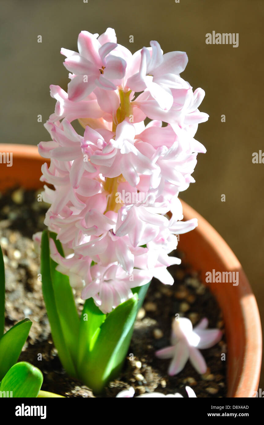 Hyacinths (Hyacinthus orientalis Stock Photo - Alamy